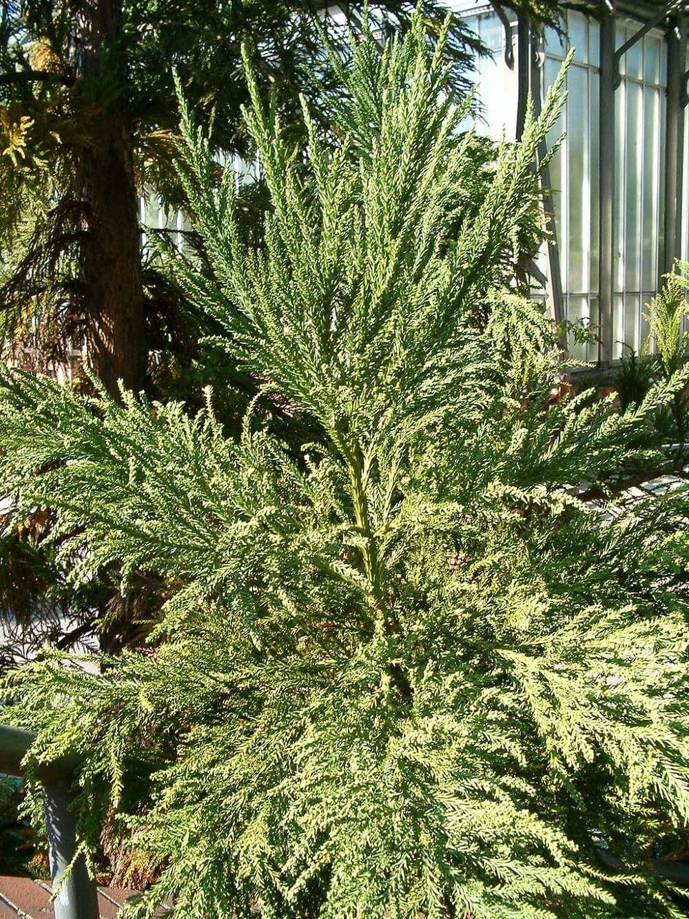 The Ultimate Tree Planting Guide for Commercial Properties