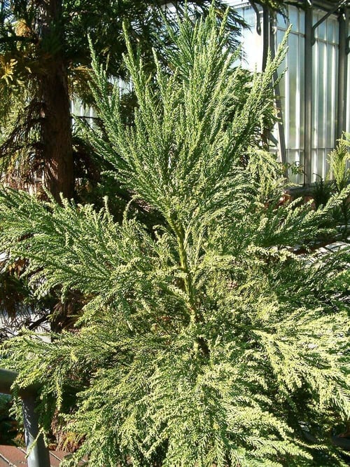 The Ultimate Tree Planting Guide for Commercial Properties