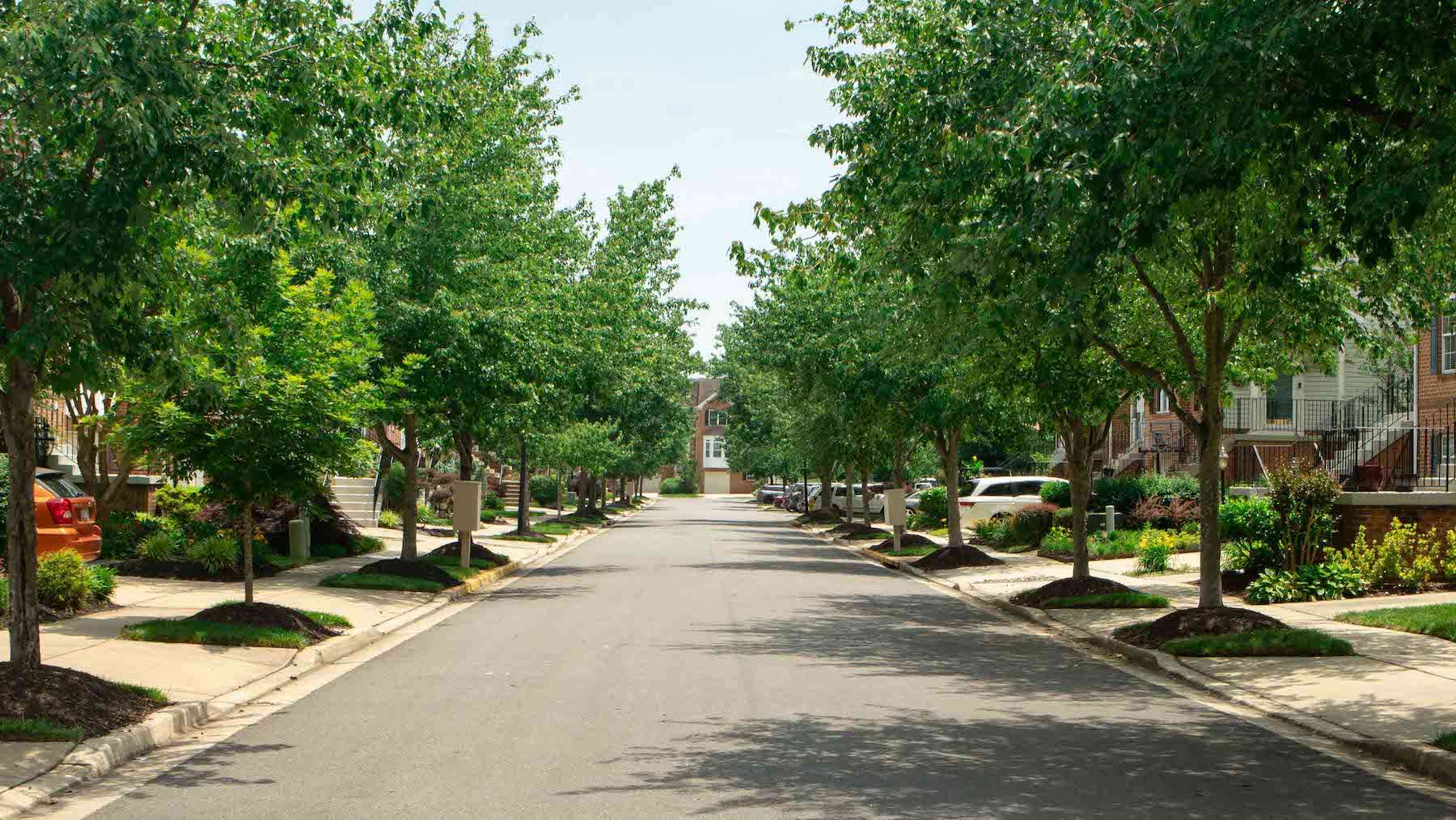 10 Tree Growth Regulator Benefits for Commercial Properties
