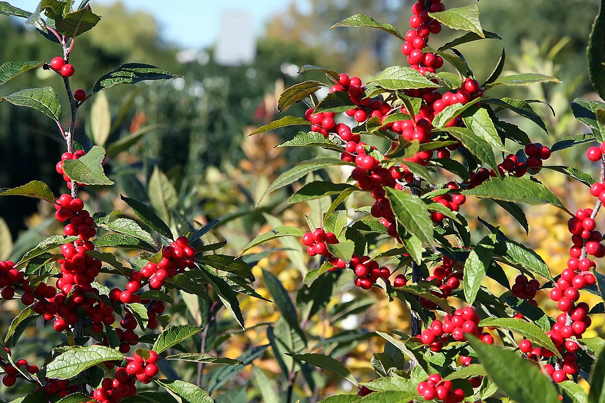 12 Best Evergreen Trees and Plants for Virginia, Maryland, and DC