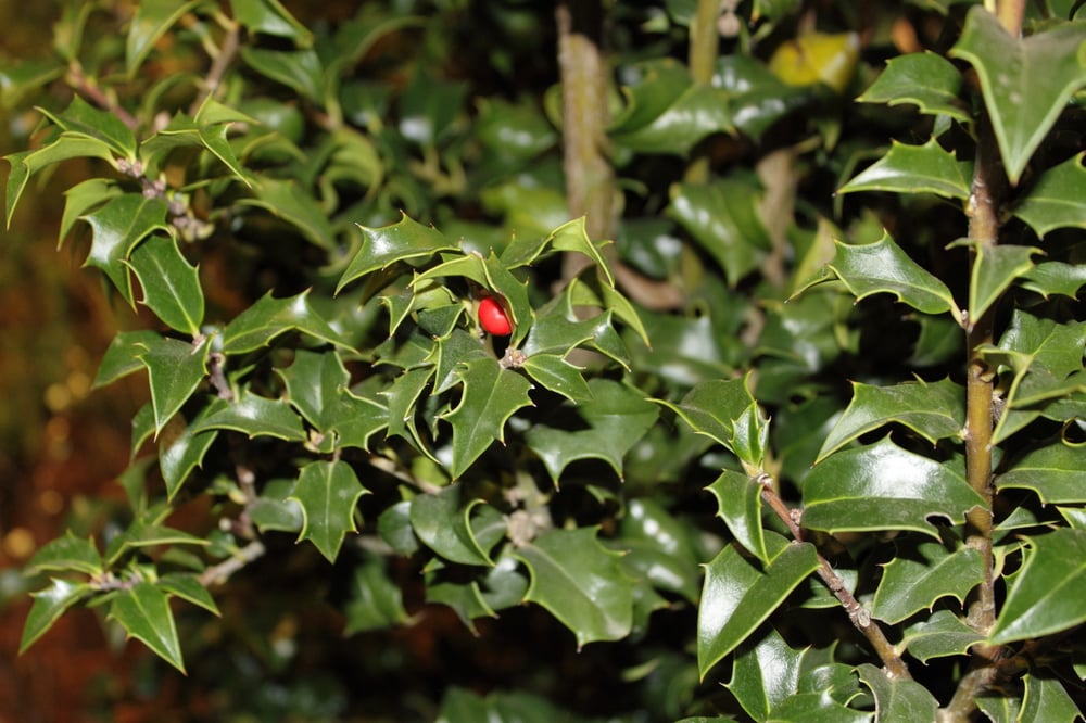 The Ultimate Tree Planting Guide for Commercial Properties
