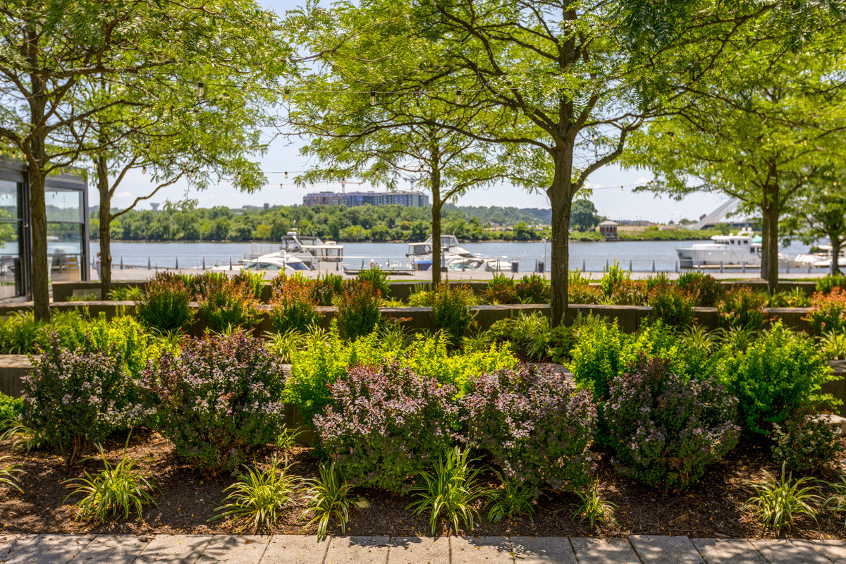 12 Best Washington DC & Baltimore Native Plants for Commercial Landscaping
